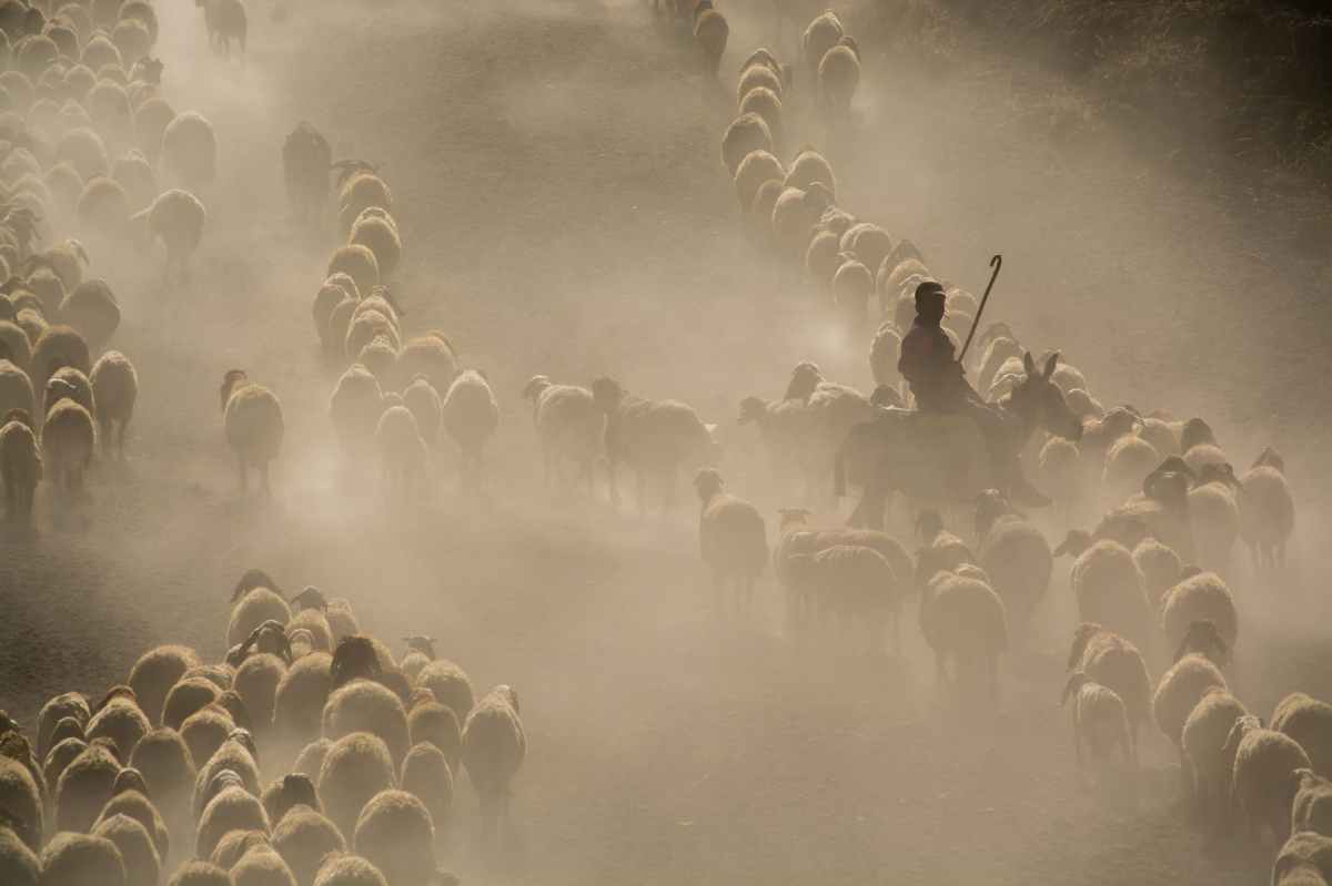 Part One: How and Why the Sheep are Scattered – Pursued